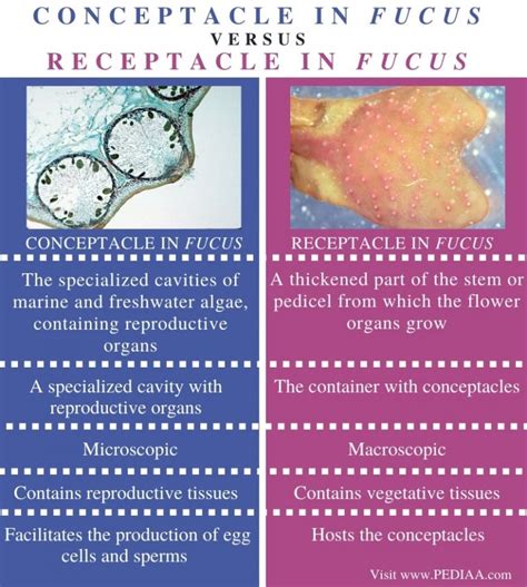 What Is The Difference Between Conceptacle And Receptacle In Fucus