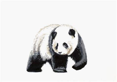 How To Draw A Panda Simple Realistic Step By Step Guide For Beginners