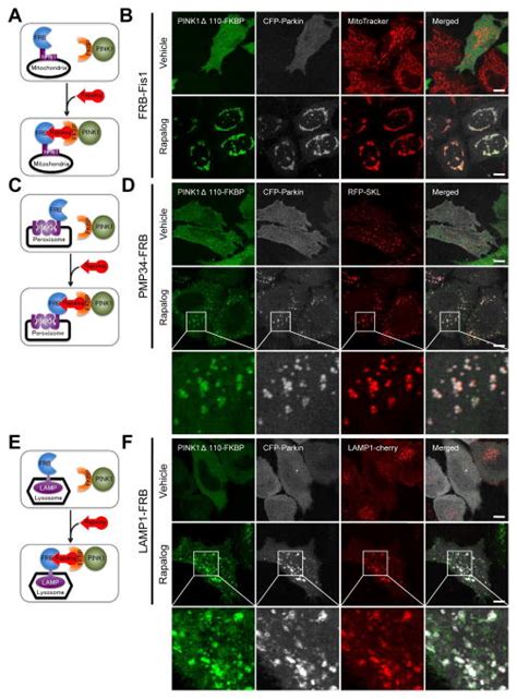Role Of Pink1 Binding To The Tom Complex And Alternate Intracellular