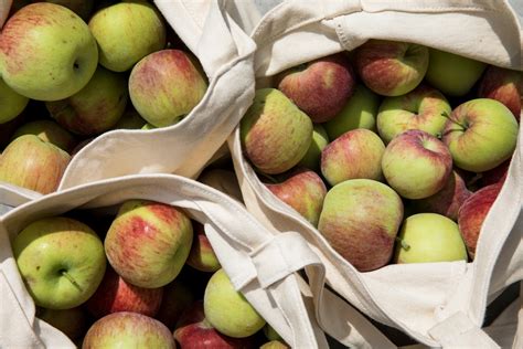 Why Unpasteurized Apple Cider May Carry Health Risks Exposure To Bacteria The Washington Post