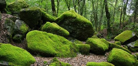 Page 24 Rock Vegetation Images Free Download On Freepik
