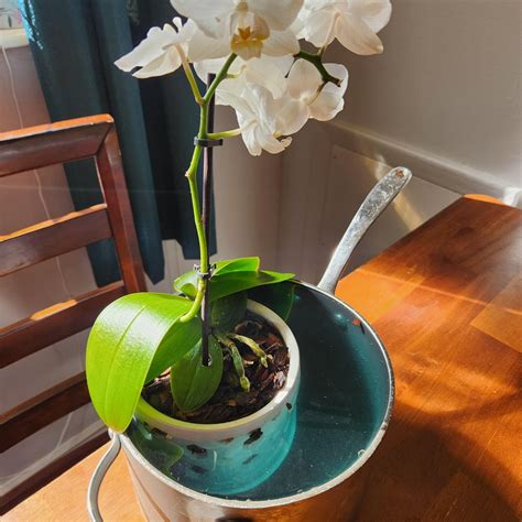 Does Anyone Else Do Their Watering In Odd Containers Rorchids