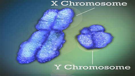 Why Male Are Continuously Missing Y Chromosome Is This Syndrome A