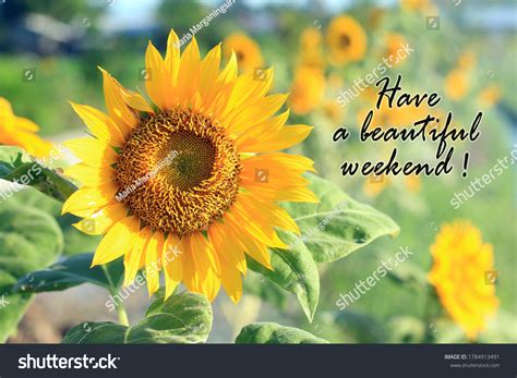Have Nice Great Weekend Photos And Images Shutterstock