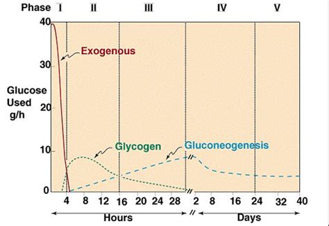 햇빛의료판례 용어사전 Glucose Metabolism 포도당 사용 대사