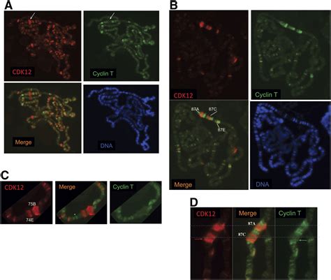 Cdk12 Is A Transcription Elongation Associated Ctd Kinase The Metazoan