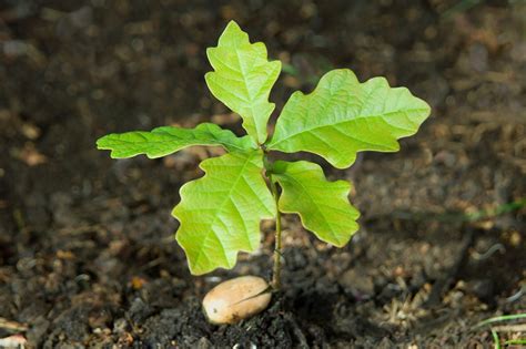 Oak Tree Sapling