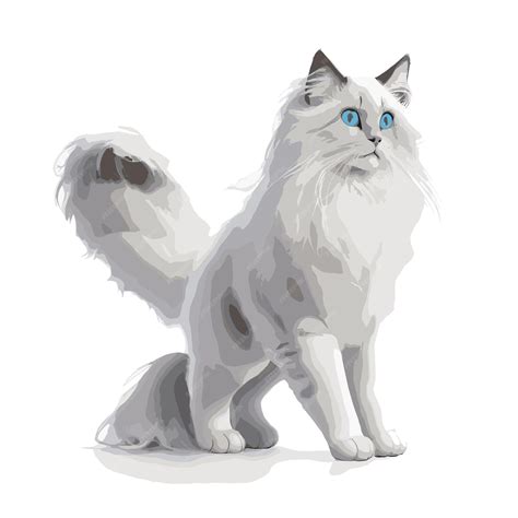 Premium Vector Graceful Ragdoll Vector Illustration Editable Cat