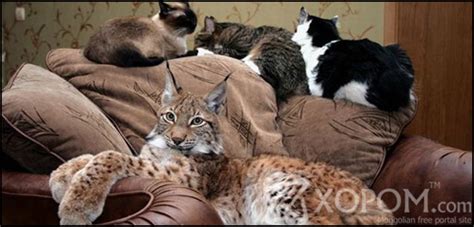 Нэг гэр бүлийн ховорхон гэрийн тэжээмэл амьтад [66 фото]