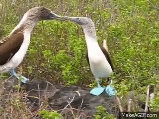 Blue Footed Booby Dance On Make A 