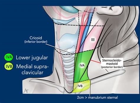 Superficial Lateral Cervical Lymph Nodes Cpt Code