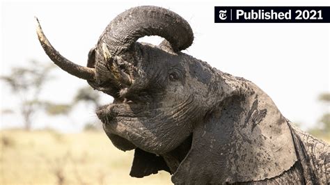 What Has Four Legs A Trunk And A Behavioral Database The New York Times