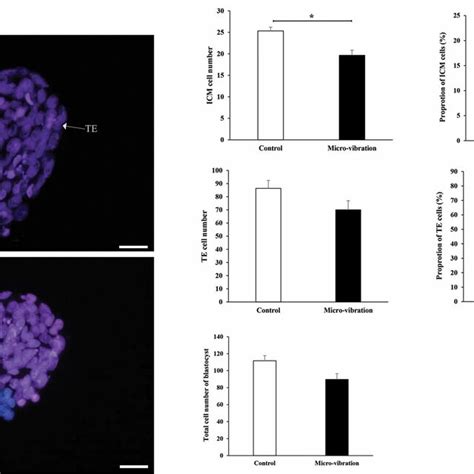 Interspecies Somatic Cell Nuclear Transfer Iscnt Blastocysts A