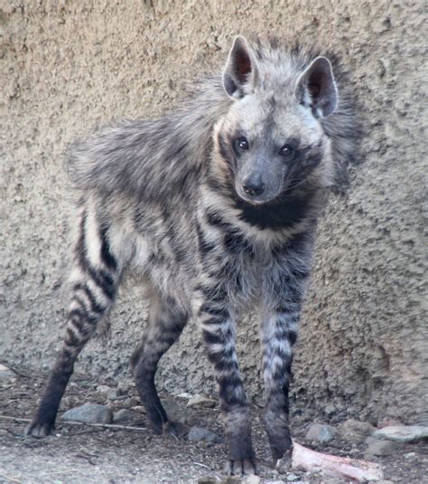 Feliformia Hyaenidae Hyenas Artofit