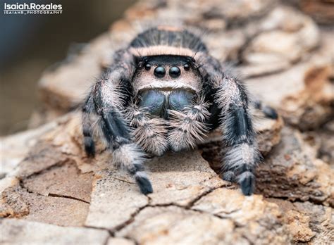 Phidippus Regius Arachnoboards