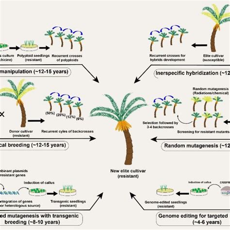 pdf induced genetic variations in fruit trees using new breeding