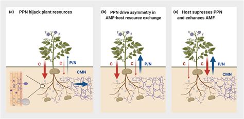 Alternative Scenarios For The Allocation Of Resources In The Download Scientific Diagram