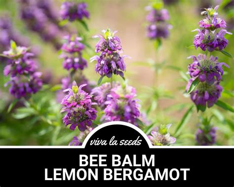 Bee Balm Lemon Bergamot Lemon Mint 100 Seeds Medicinal