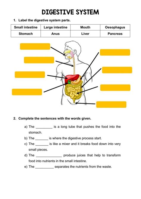 Printable Digestive System Worksheet Digestive System Worksh