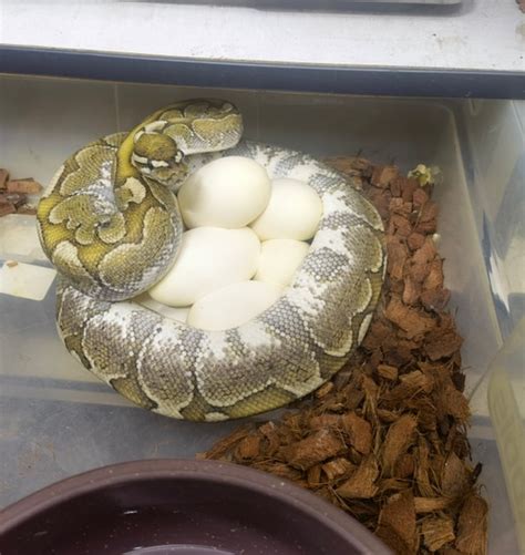 Bamboo Ball Python By Exclusive Scale Evolutions