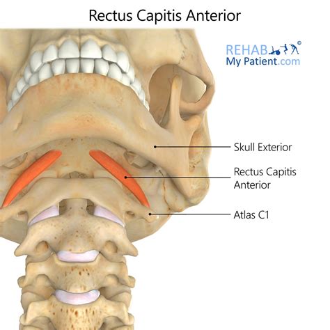 Rectus Capitis Anterior Rehab My Patient