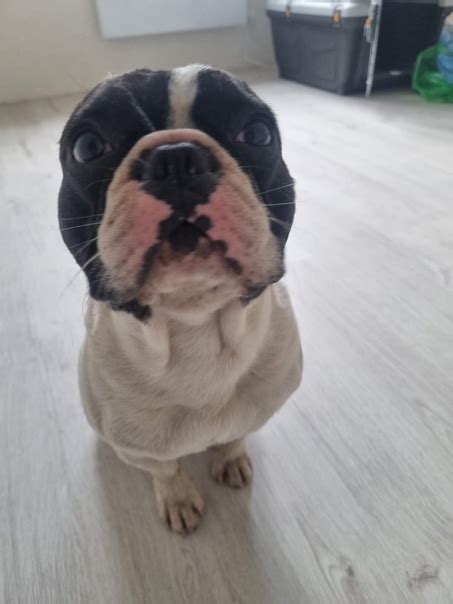 Найден французский бульдог на помойки в районе СНТ Строитель ст Елизаветинская мальчик на