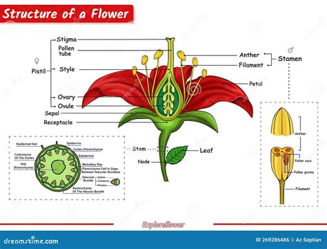 Science Of A Flower Diagram