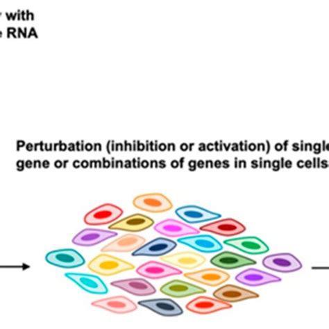 Schematic Of High Throughput Genetic Screening Using Clustered Download Scientific Diagram