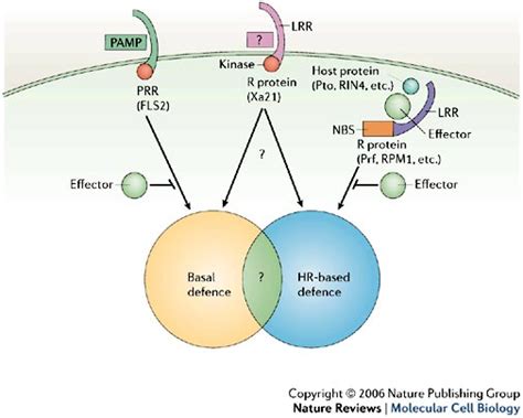 Factors That Influence The Outcome Of Plantbacteria Interactionsthe