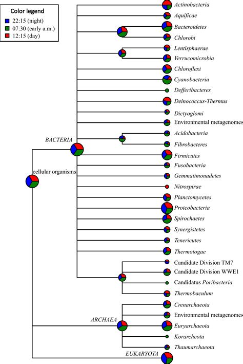 Metatranscriptomic Analysis Of A High Sulfide Aquatic Spring Reveals Insights Into Sulfur