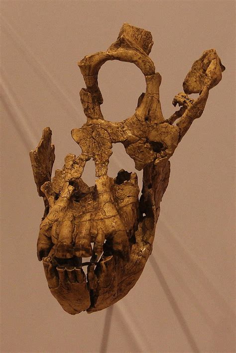 Sivapithecus Indicus Part Of The Fossil Fragments The Rid Flickr
