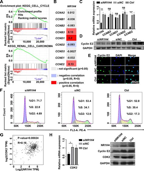 Nr1h4 Regulates The Expression Of Ccne2 Cdk2 A Cell Cycle Was Download Scientific Diagram