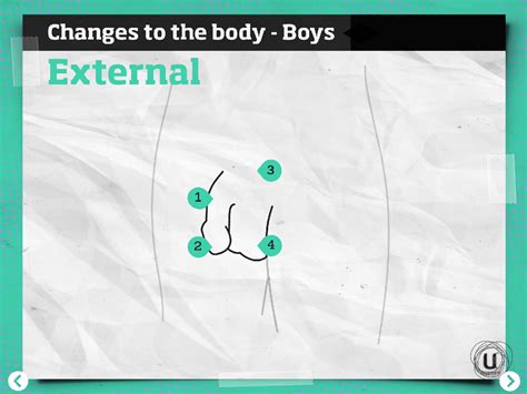Diagram Of Male Reproductive Organs External Quizlet