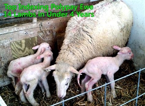 American Polypay Sheep Association