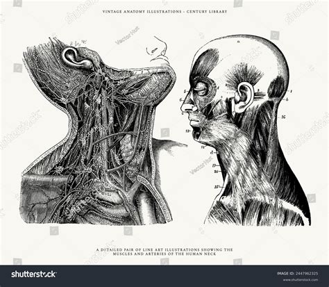 Vintage Medical Anatomy Illustrations Showing Veins Stock Vector