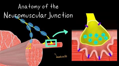 Neuromuscular Junction Model Labeled Solved Muscle Physiology