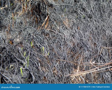 Burnt Grass From The Fire Close Up The Concept Of Fire Safety Stock