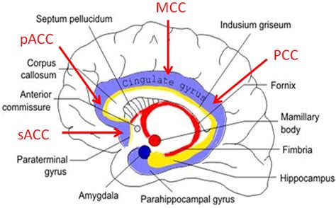 Cingulate Gyrus