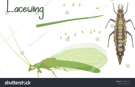 Lacewing Chrysopa Life Cycle Lacewing Flat Stock Vector Royalty Free