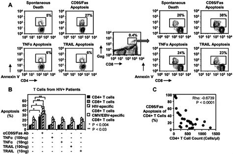 Cd95 Fas Mediated But Not Trail Or Tnf A Induced T Cell Apoptosis Is