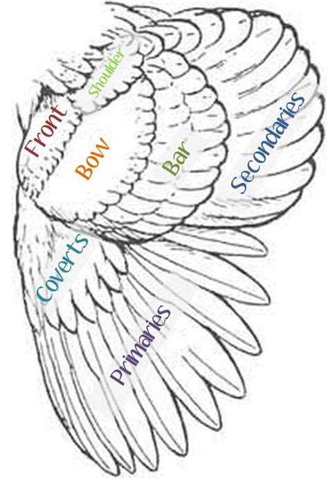 Feather Feet And Vulture Hocks Wing Anatomy And Feather Sexing