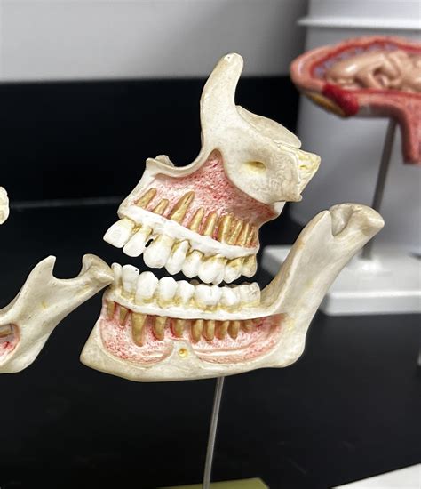 Anatomy Lab Exam Teeth Diagram Quizlet