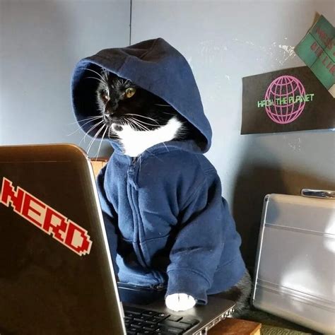 Create Meme Cat Hacker Cat Hacker Cats Pictures Meme