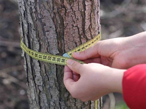 Dbh Calculator Measuring Diameter At Breast Height Rtec Treecare