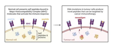 Predicting Patient Response To Cancer Immunotherapy With Neoantigens Genome Sciences Centre