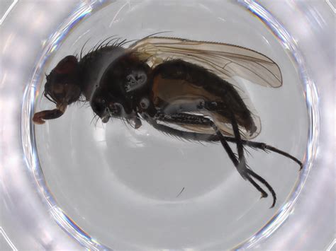 Gharaee Bioscan 1m Insect Dataset · Datasets At Hugging Face