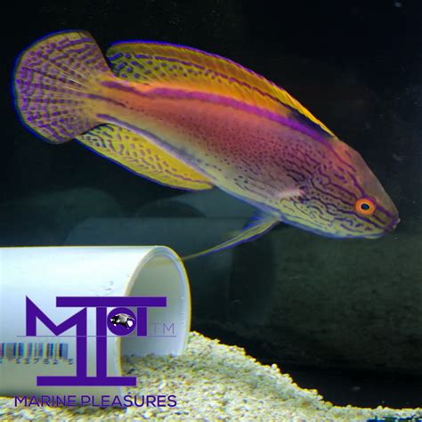 Aussie Lineatus Fairy Wrasse Male Marine Pleasures