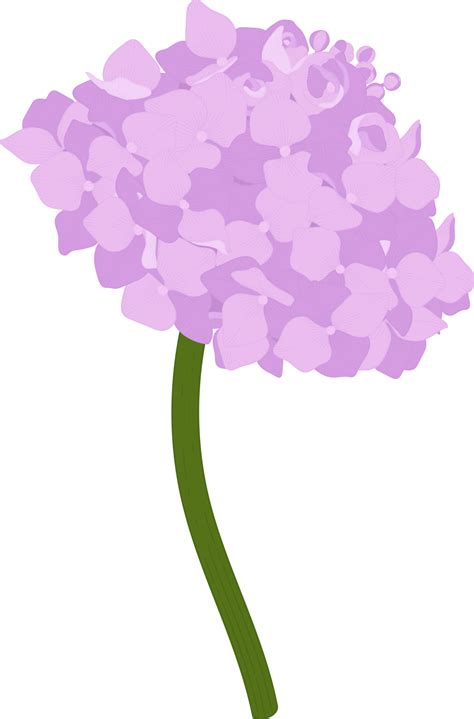 Pink Hydrangea Flower Illustration 10174074 Png