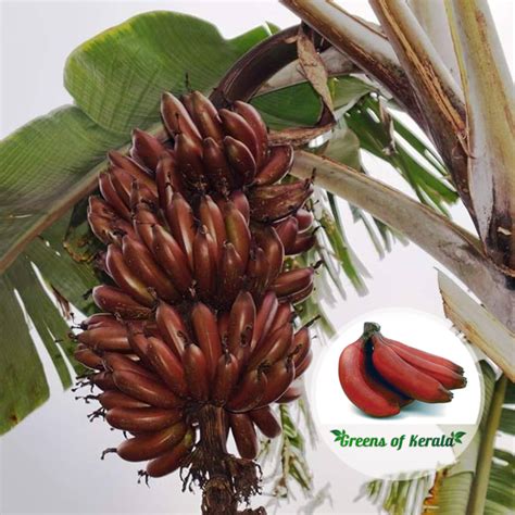 Red Banana Plant Red Banana Tree Porch Plants Lively Root