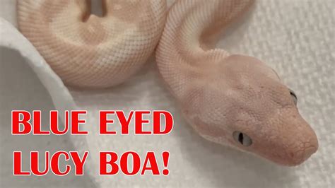 Red Eyed Leucistic Ball Python